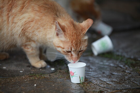 "Cat Milk" Images – Browse 246 Stock Photos, Vectors, and Video | Adobe ...