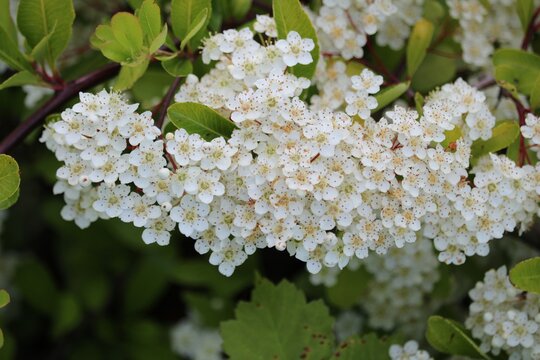 รูปภาพArthrophyta – เลือกดูภาพถ่ายสต็อก เวกเตอร์ และวิดีโอ454 | Adobe Stock