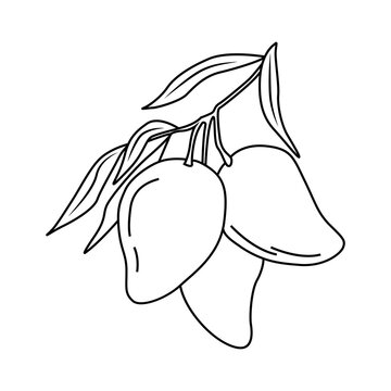 Mango Line Drawing Images – Browse 7,065 Stock Photos, Vectors, and ...