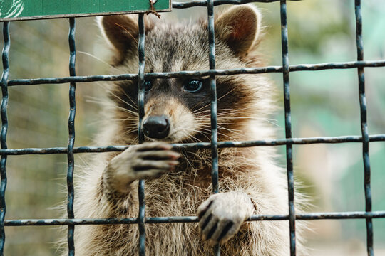 รูปภาพRacoon – เลือกดูภาพถ่ายสต็อก เวกเตอร์ และวิดีโอ278,360 | Adobe Stock