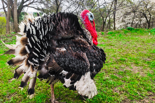 "Male Turkey" Images – Browse 312 Stock Photos, Vectors, and Video ...