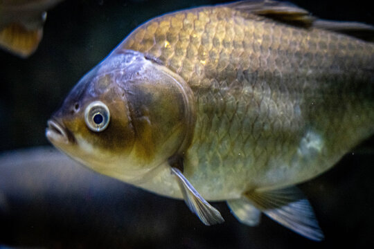 「Pirania」の画像 - 16,576 件の Stock 写真、ベクターおよびビデオ | Adobe Stock