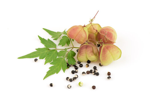 Cardiospermum bilder – Bläddra bland 253 stockfoton, vektorer och ...