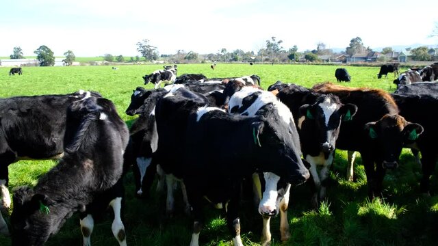 "Cows Staring" Images – Browse 32 Stock Photos, Vectors, and Video ...