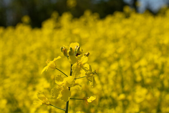 Rapssaat Bilder – Durchsuchen 51,117 Archivfotos, Vektorgrafiken und ...