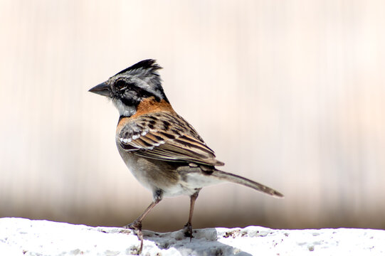 Pirole Bilder – Durchsuchen 7,500 Archivfotos, Vektorgrafiken und ...