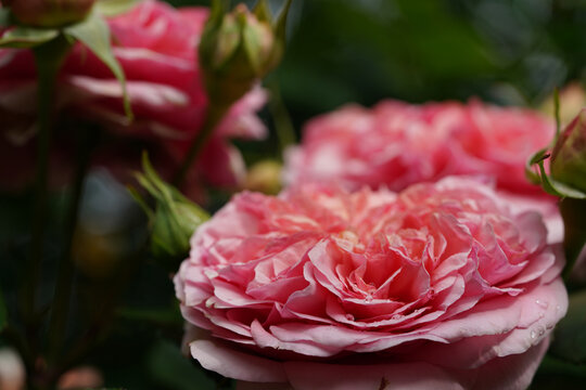 「Busch-Rose」の写真素材 | 3,600件の無料イラスト画像 | Adobe Stock