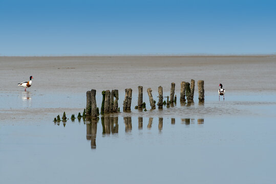Seicht Bilder – Durchsuchen 1,785 Archivfotos, Vektorgrafiken und ...