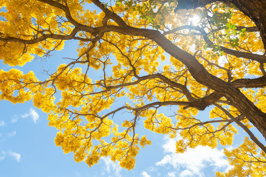 Yellow Flamboyant Tree