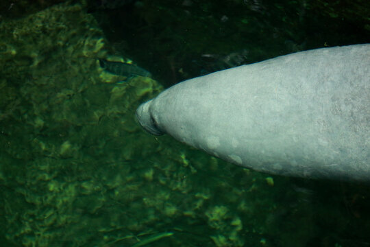 「Manata」の写真素材 | 14件の無料イラスト画像 | Adobe Stock