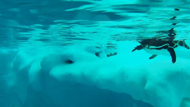 Pinwing Images – Browse 309 Stock Photos, Vectors, and Video | Adobe Stock