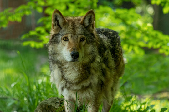 「Leitwolf」の写真素材 | 187件の無料イラスト画像 | Adobe Stock