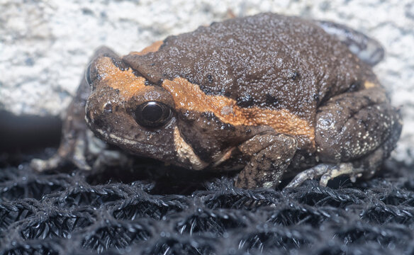 รูปภาพSalientia – เลือกดูภาพถ่ายสต็อก เวกเตอร์ และวิดีโอ5,348 | Adobe Stock