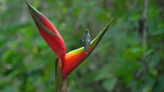 「Palulu」の写真素材 | 94件の無料イラスト画像 | Adobe Stock