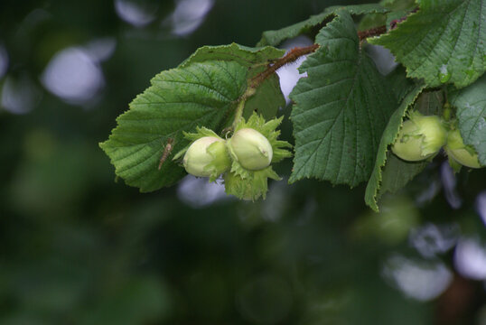 Haselnussblatt Bilder – Durchsuchen 1,263 Archivfotos, Vektorgrafiken ...