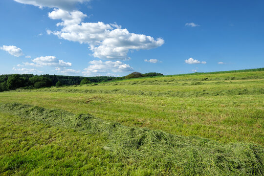 Futtergras bilder – Bläddra bland 89 stockfoton, vektorer och videor ...
