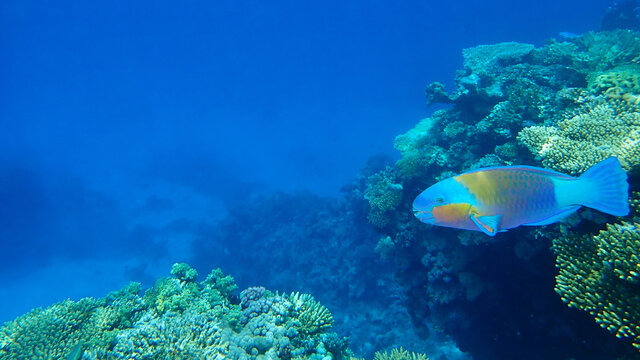 รูปภาพPollyfish – เลือกดูภาพถ่ายสต็อก เวกเตอร์ และวิดีโอ6,968 | Adobe Stock