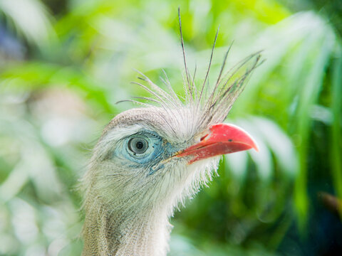 Imágenes de Chunga: descubre bancos de fotos, ilustraciones, vectores y ...