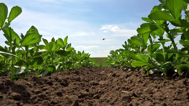 Favabohne Images – Browse 81 Stock Photos, Vectors, and Video | Adobe Stock