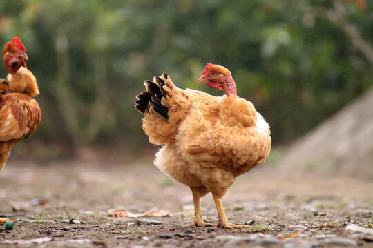 LAS 748 MEJORES IMÁGENES, FOTOS DE ARCHIVO Y VECTORES DE Criolla ...