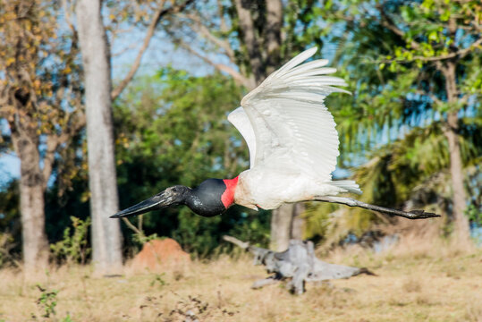 รูปภาพTuiuiu – เลือกดูภาพถ่ายสต็อก เวกเตอร์ และวิดีโอ1,872 | Adobe Stock