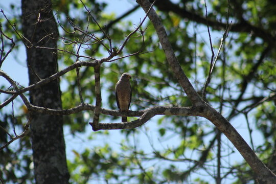 Pollero Images – Browse 58 Stock Photos, Vectors, and Video | Adobe Stock