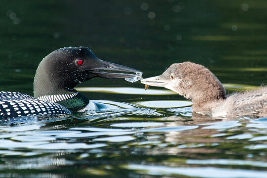 Baby Loon Images – Browse 829 Stock Photos, Vectors, and Video | Adobe ...