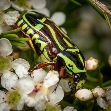Fiddler Beetle Images – Browse 336 Stock Photos, Vectors, and Video ...