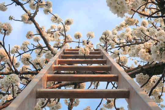 Himmelsleiter 이미지 – 찾아보기 467 스톡 사진, 벡터 및 비디오 | Adobe Stock