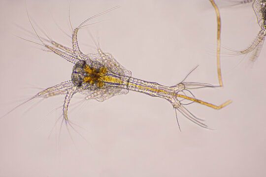 รูปภาพZoea – เลือกดูภาพถ่ายสต็อก เวกเตอร์ และวิดีโอ298 | Adobe Stock