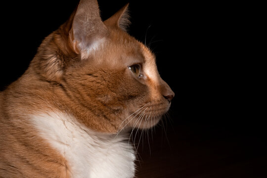 Side Profile Silhouette Cat Images – Browse 964 Stock Photos, Vectors ...