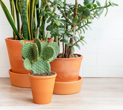 Krasula Images – Browse 47 Stock Photos, Vectors, and Video | Adobe Stock