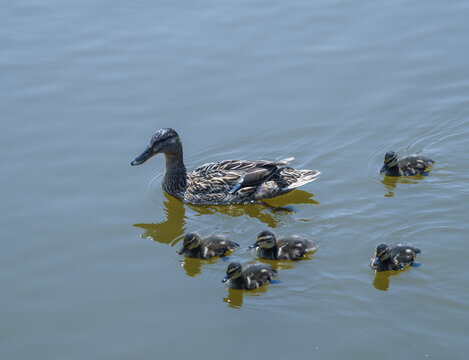 Imágenes de Prole: descubre bancos de fotos, ilustraciones, vectores y ...