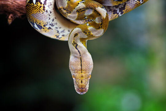 "Asiatic Reticulated Python" Images – Browse 1,612 Stock Photos ...