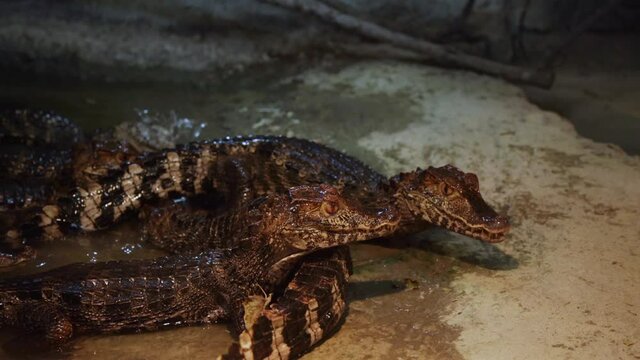 "Caiman Lizards" Images – Browse 304 Stock Photos, Vectors, and Video ...