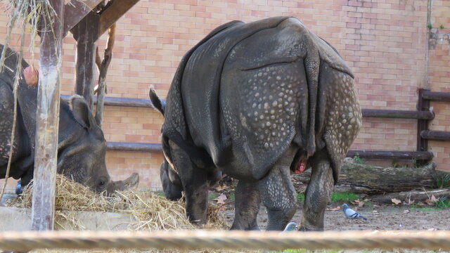 รูปภาพRino – เลือกดูภาพถ่ายสต็อก เวกเตอร์ และวิดีโอ3,118 | Adobe Stock