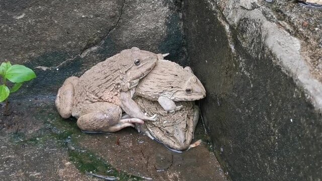 Ouaouaron Images – Parcourir 9,061 le catalogue de photos, vecteurs et ...