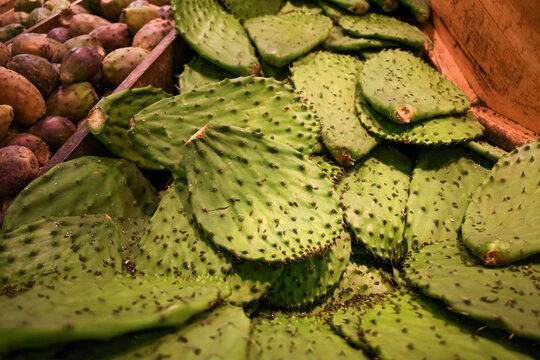 "Cactus Leaf" Images – Browse 836 Stock Photos, Vectors, and Video ...