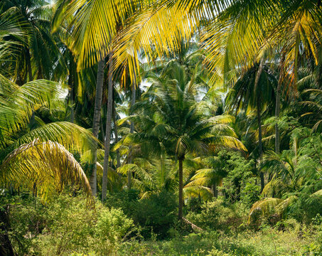 "Palm Forest" Images – Browse 779 Stock Photos, Vectors, and Video ...