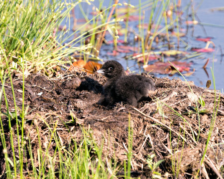 "Baby Loon" Images – Browse 99 Stock Photos, Vectors, and Video | Adobe ...