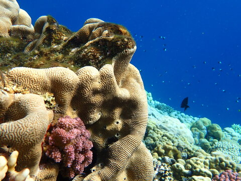 รูปภาพPollyfish – เลือกดูภาพถ่ายสต็อก เวกเตอร์ และวิดีโอ6,968 | Adobe Stock