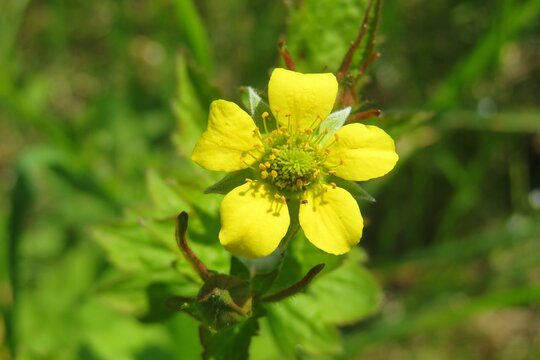 Colewort bilder – Bläddra bland 116,457 stockfoton, vektorer och videor ...