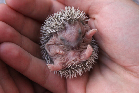 Newborn Baby Hedgehog