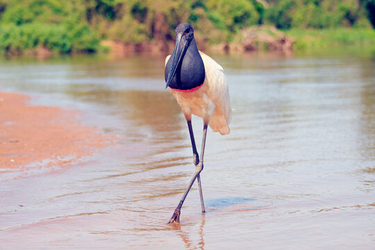 รูปภาพTuiuiu – เลือกดูภาพถ่ายสต็อก เวกเตอร์ และวิดีโอ1,872 | Adobe Stock