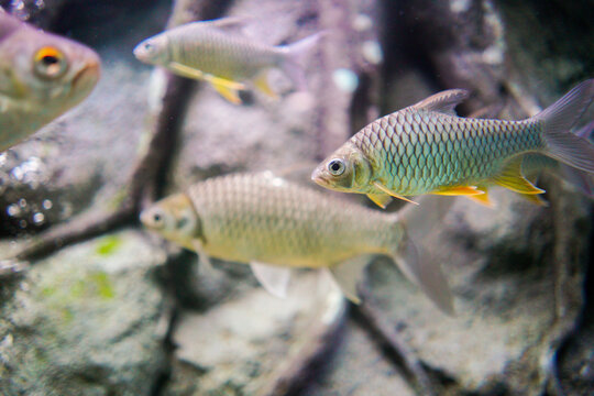 Silver Barb"」の写真素材 | 102件の無料イラスト画像 | Adobe Stock