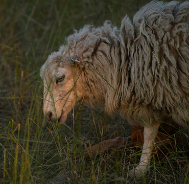 「Rammen」の画像 - 2,060 件の Stock 写真、ベクターおよびビデオ | Adobe Stock