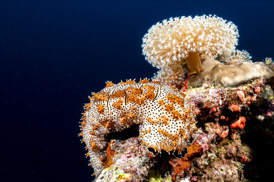 「Graeffei」の画像 - 48 件の Stock 写真、ベクターおよびビデオ | Adobe Stock