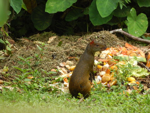 Imágenes de Guatin: descubre bancos de fotos, ilustraciones, vectores y ...