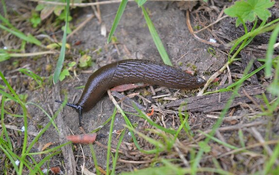 Snigel Bilder – Durchsuchen 33 Archivfotos, Vektorgrafiken und Videos ...