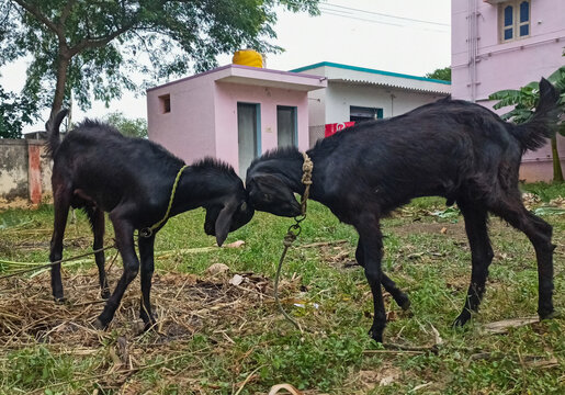 "Goat Fight" Images – Browse 30 Stock Photos, Vectors, and Video ...